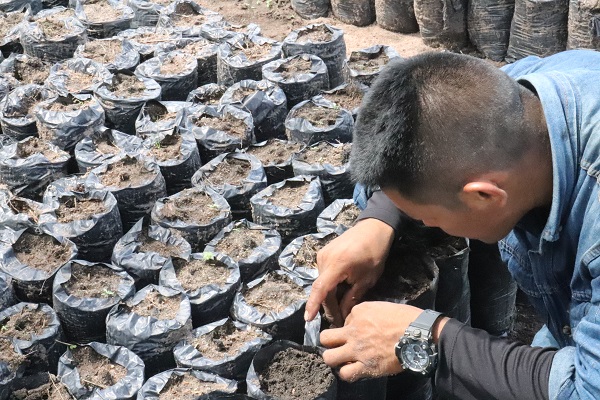 Bosque Vivo suma 7.200 árboles a la Gran Sembratón Nacional – Bosque Vivo