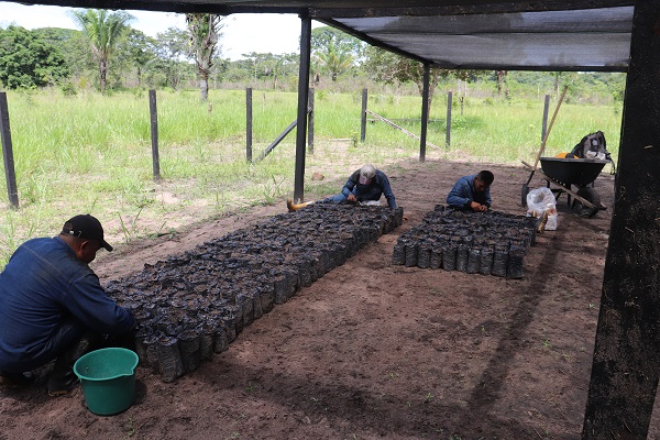 Bosque Vivo suma 7.200 árboles a la Gran Sembratón Nacional – Bosque Vivo