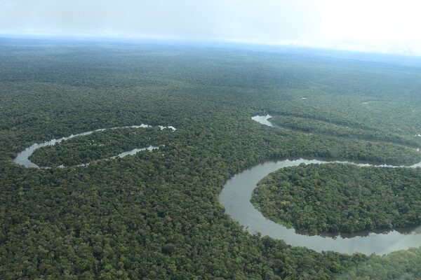 Bosque Vivo